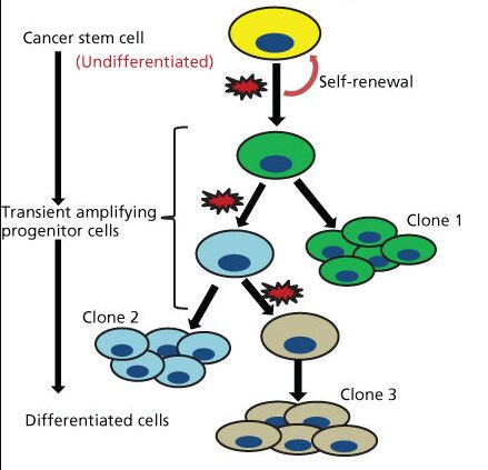 Cancer Stem Cells