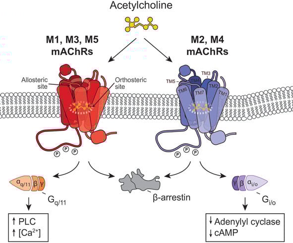 mAChR | mAChR pathway | mAChR inhibitors